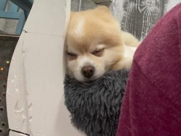 Gallery - Adorable Ankle Biters Bed and Biscuit