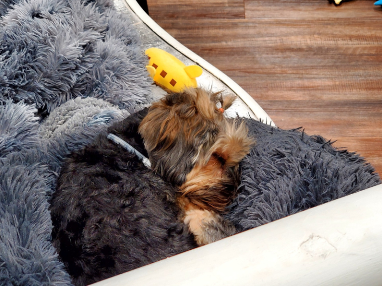 Gallery - Adorable Ankle Biters Bed and Biscuit