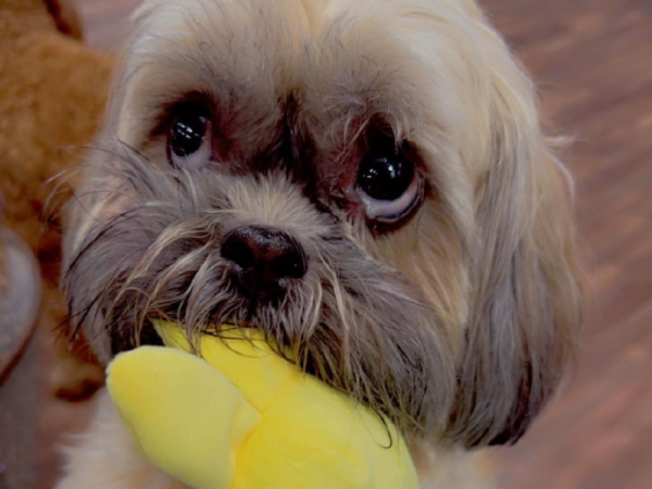 Gallery - Adorable Ankle Biters Bed and Biscuit