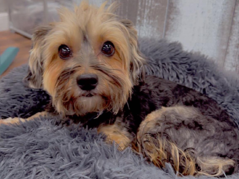 Gallery - Adorable Ankle Biters Bed and Biscuit