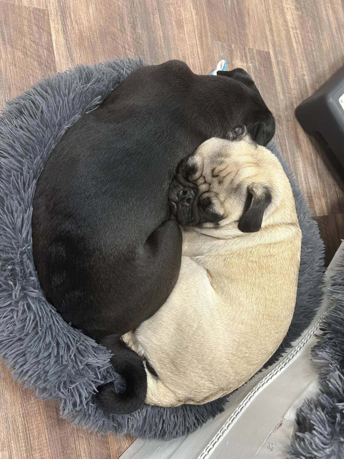 Home - Adorable Ankle Biters Bed and Biscuit